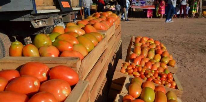 “Se pierde la mitad”: Productor de tomate de los valles cruceños ...